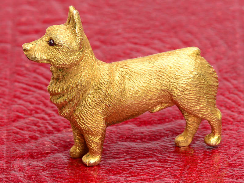 gold corgi